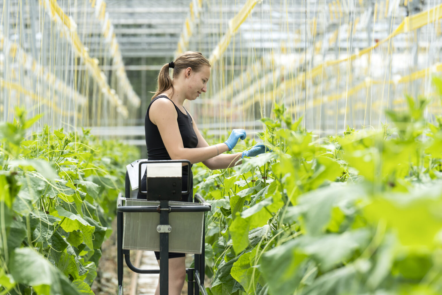 Onze vacatures - Fresh Valley